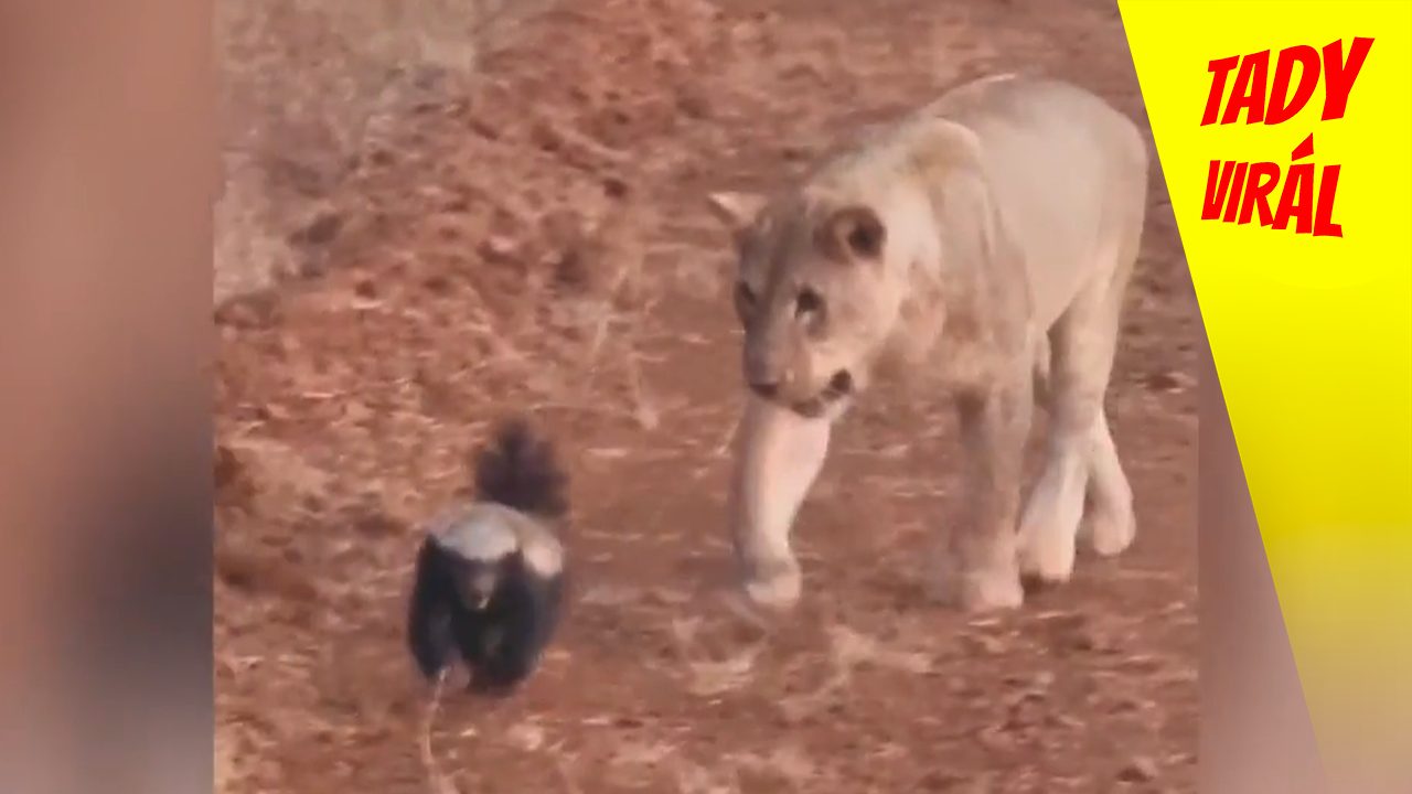 Odvážný medojed se sám ubránil čtyřem hladovým lvicím | Stream