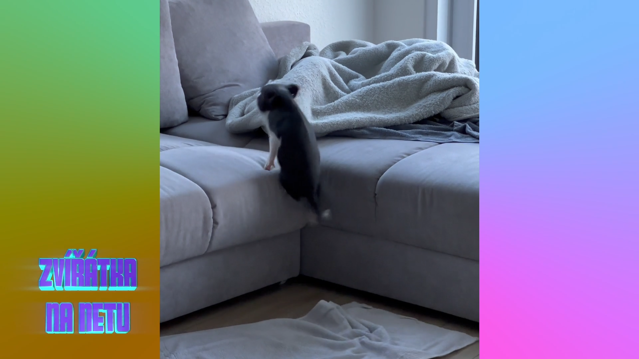 Prase a výskok - Vtipné video | Stream