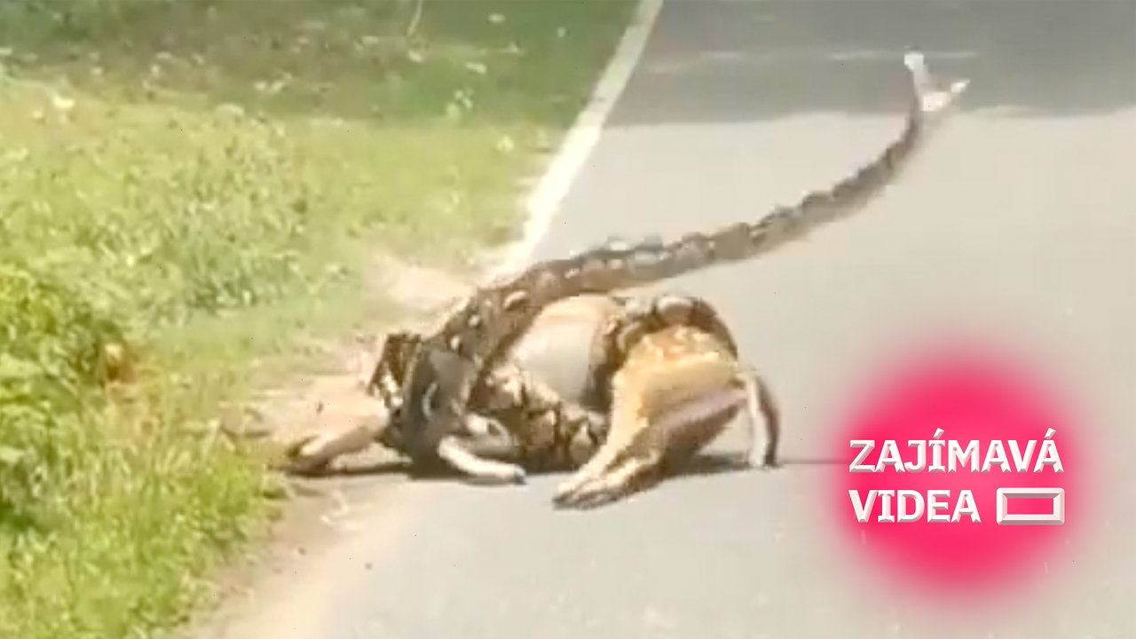 Hroznýš vs. srnka - Videa pro muže | Stream