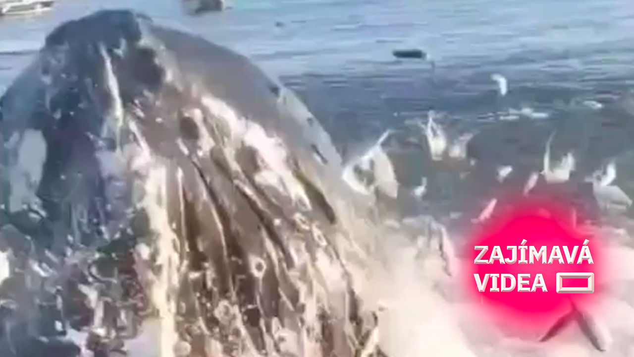 Rybář se těšil na úlovek, ale z vody vyskočila obrovská velryba | Stream