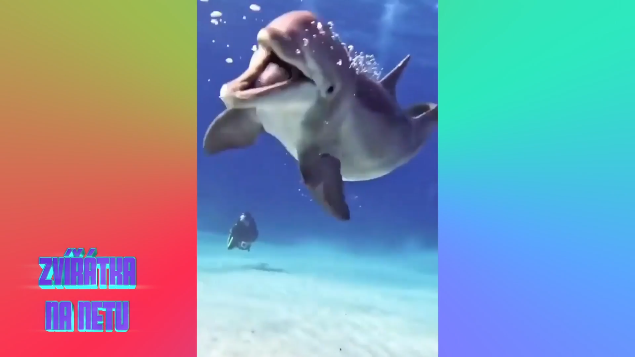 Happy tančící delfín - Vtipné video zvířat | Stream