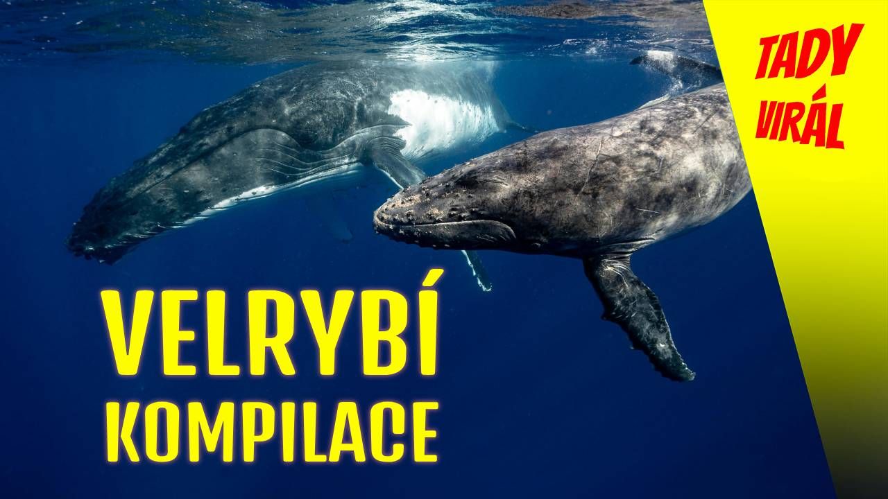 Velryby se předvádí. Kompilace hravých obrů, které všichni milují | Stream